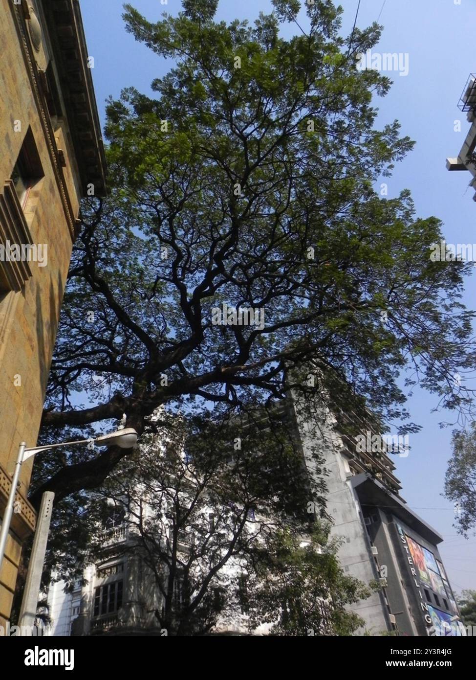 Monkey pod tree (Samanea saman) Plantae Stock Photo - Alamy