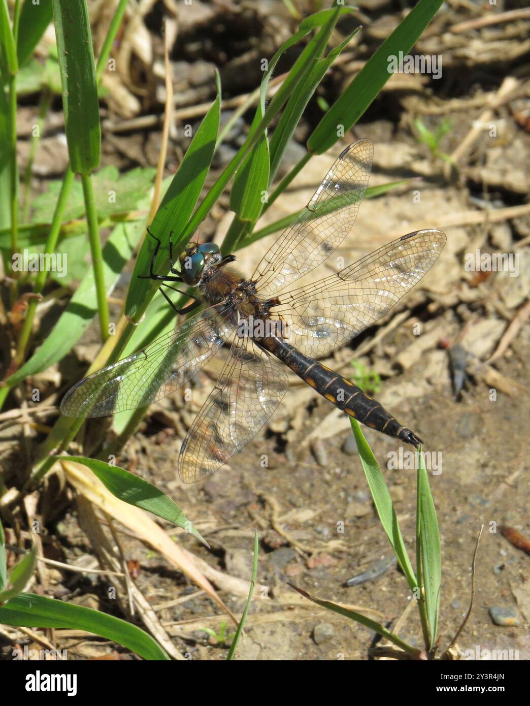 Beaverpond Baskettail (Epitheca canis) Insecta Stock Photo - Alamy