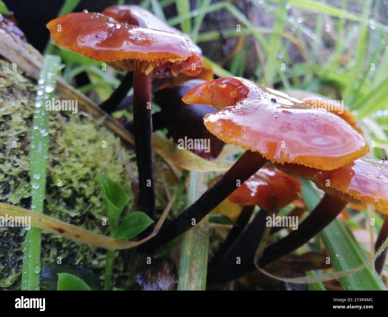 Velvet Foot (Flammulina velutipes) Fungi Stock Photo - Alamy