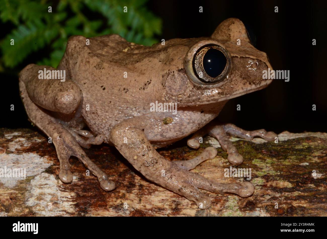 Gaboon Forest Tree Frog (Leptopelis aubryi) Amphibia Stock Photo - Alamy