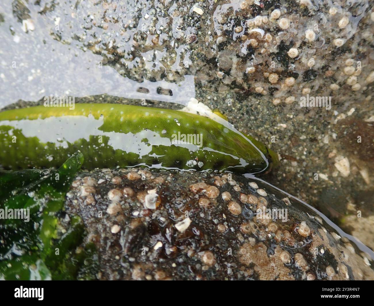 Penpoint Gunnel (Apodichthys flavidus) Actinopterygii Stock Photo - Alamy