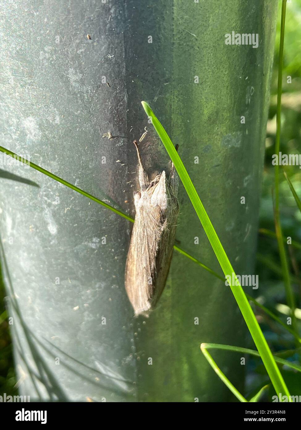 Shark Moth (Cucullia umbratica) Insecta Stock Photo - Alamy