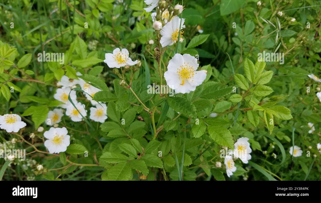 multiflora rose (Rosa multiflora) Plantae Stock Photo - Alamy