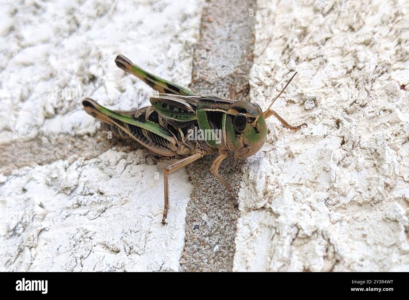 Prairie Boopie (Boopedon gracile) Insecta Stock Photo - Alamy