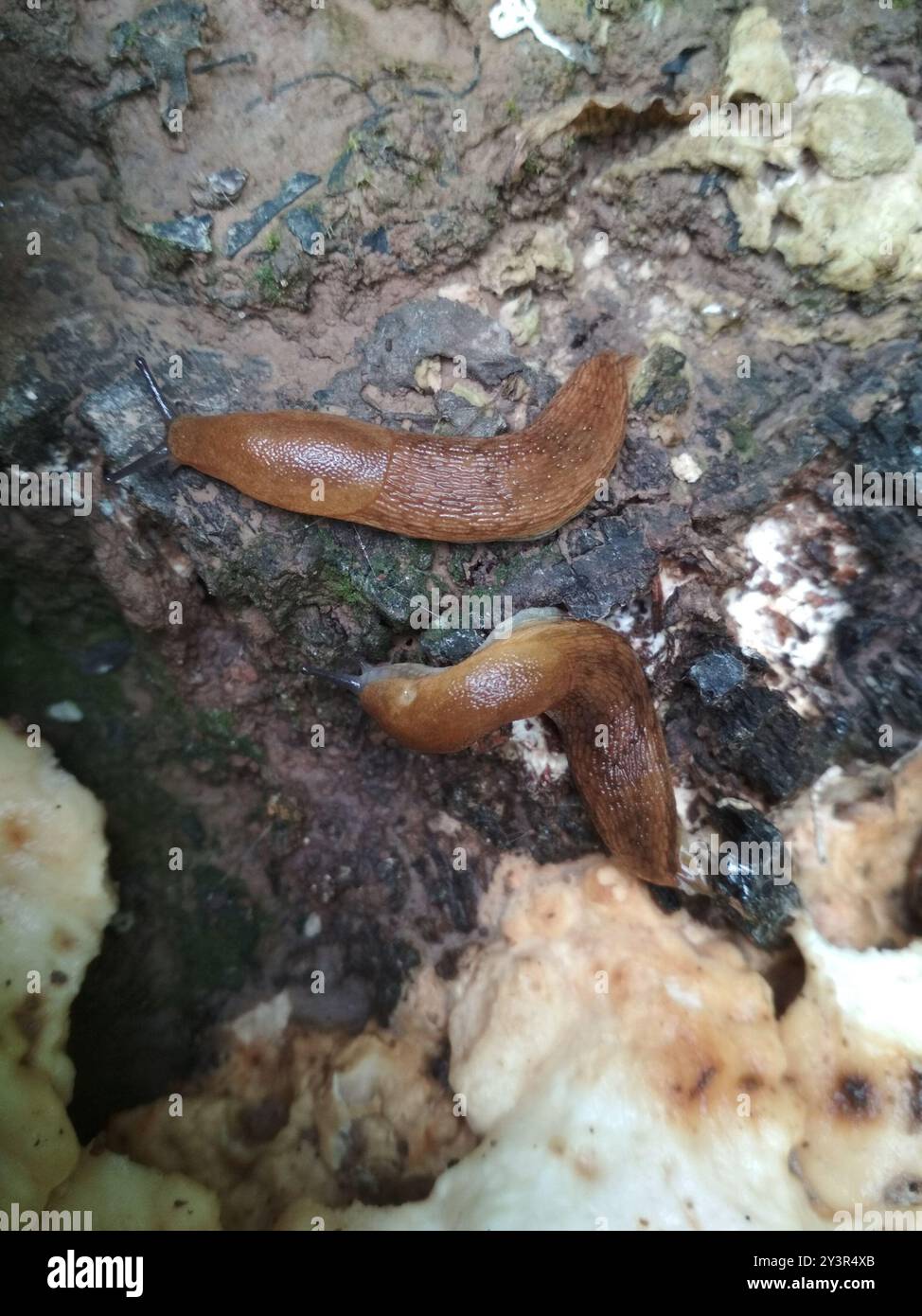 Dusky Slugs (Mesarion) Mollusca Stock Photo - Alamy