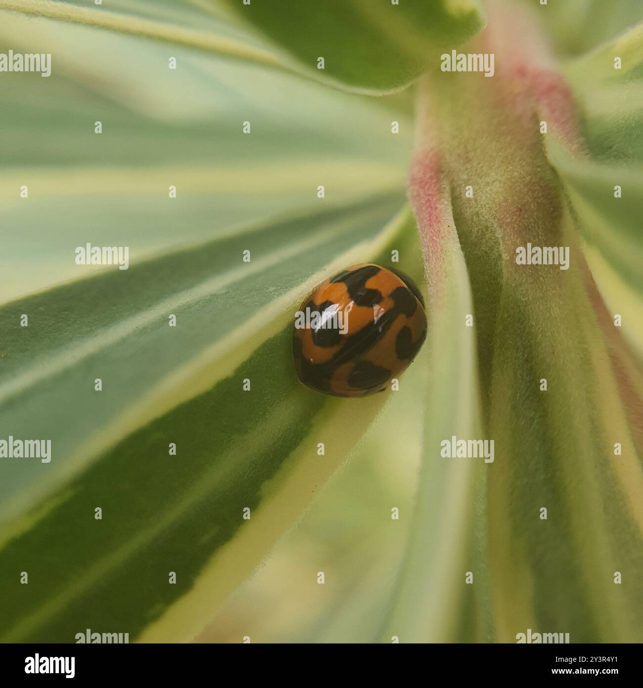 Small Transverse Ladybird Beetle (Coccinella transversalis) Insecta ...