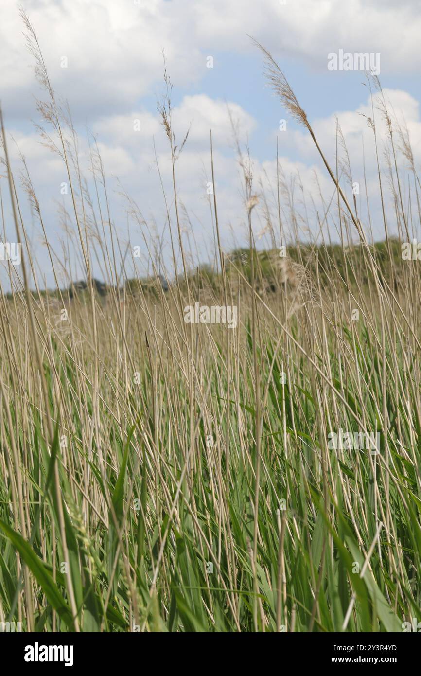 common reed (Phragmites australis) Plantae Stock Photo - Alamy