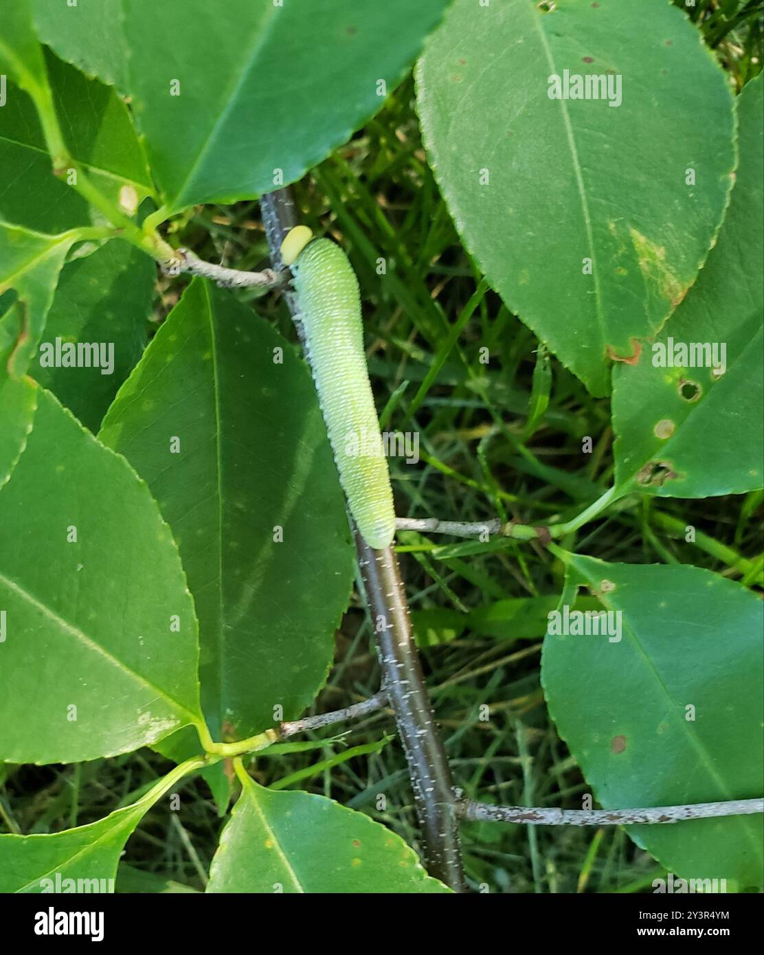 Giant Birch Sawfly (Trichiosoma triangulum) Insecta Stock Photo - Alamy