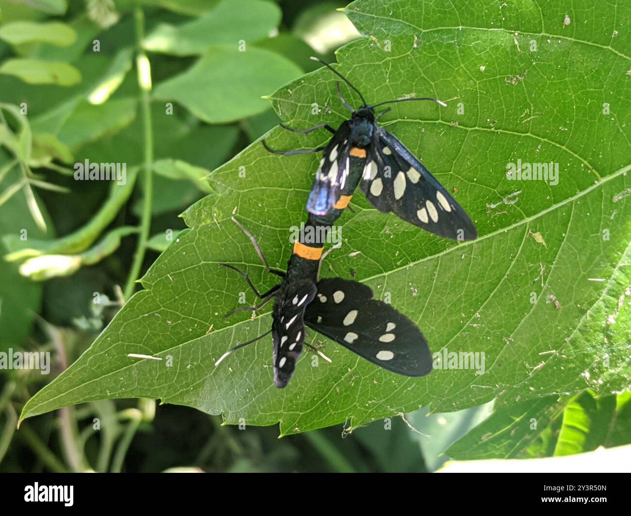 Nine-spotted Moth (Amata phegea) Insecta Stock Photo - Alamy