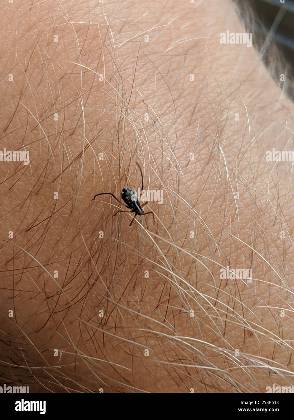 True Bugs, Hoppers, Aphids, and allies (Hemiptera) Insecta Stock Photo ...