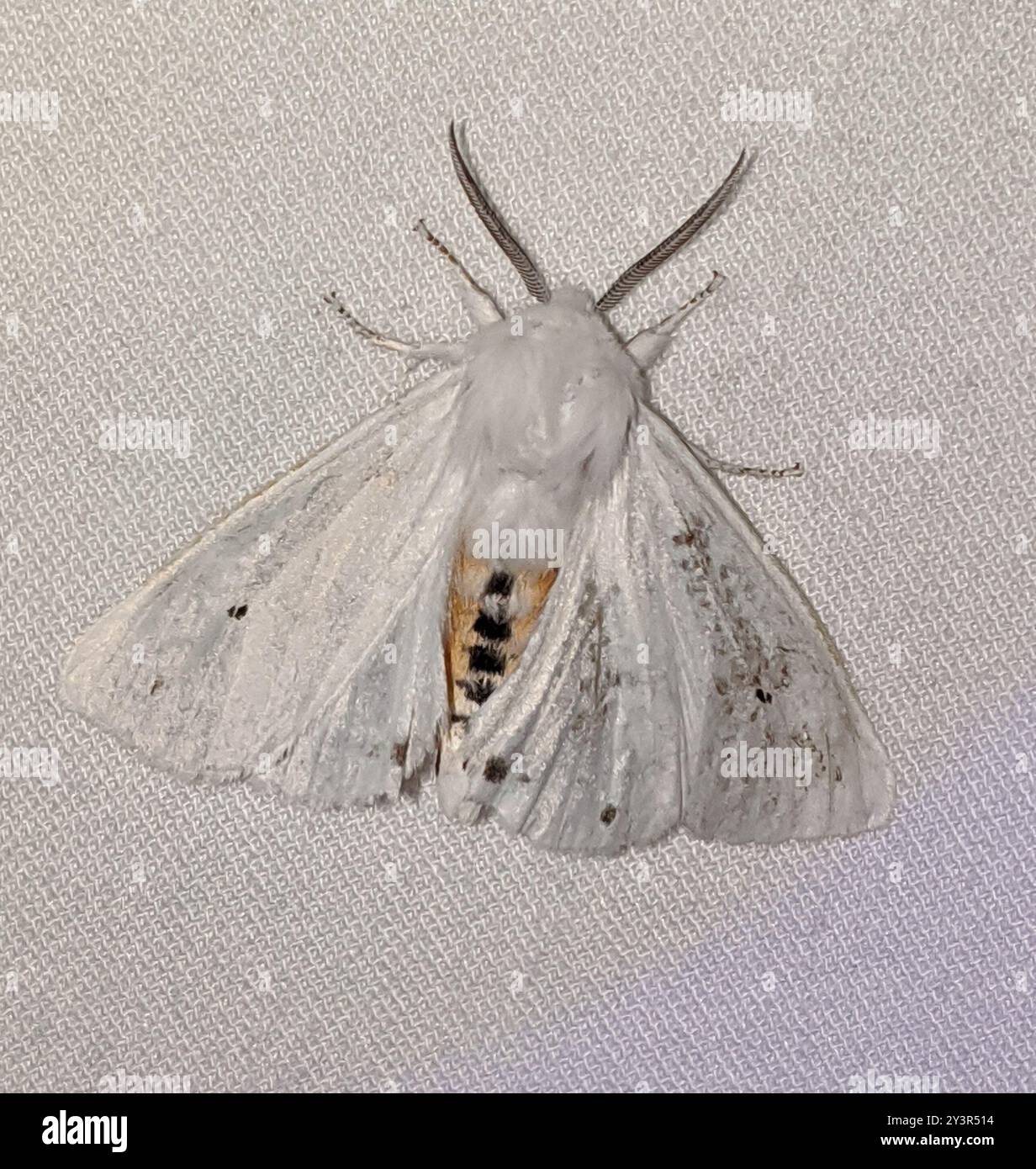 Virginian Tiger Moth (Spilosoma virginica) Insecta Stock Photo - Alamy