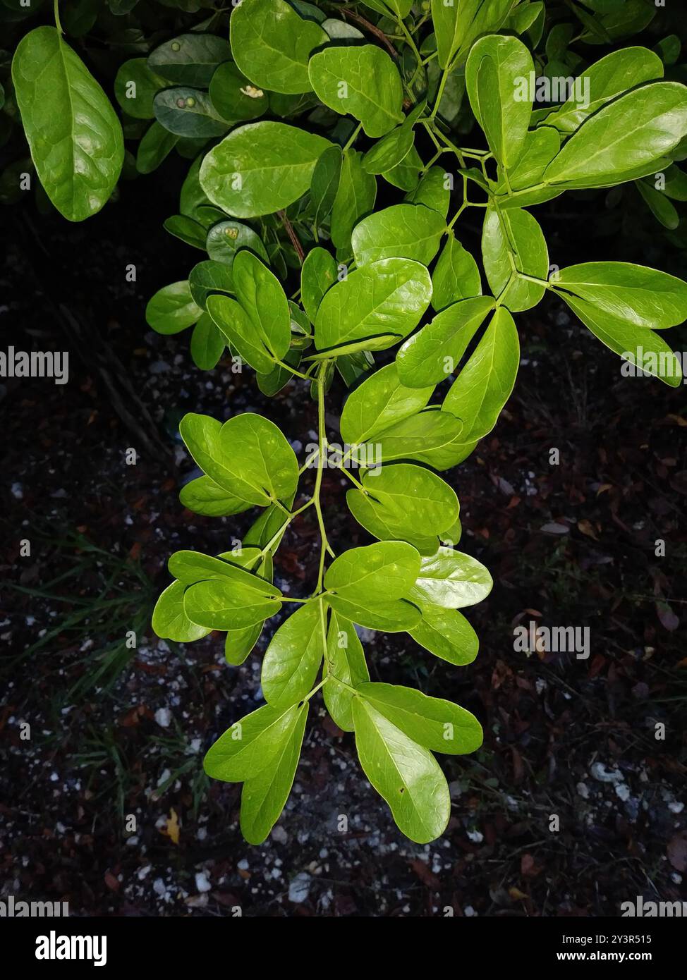 Blackbead (Pithecellobium keyense) Plantae Stock Photo - Alamy