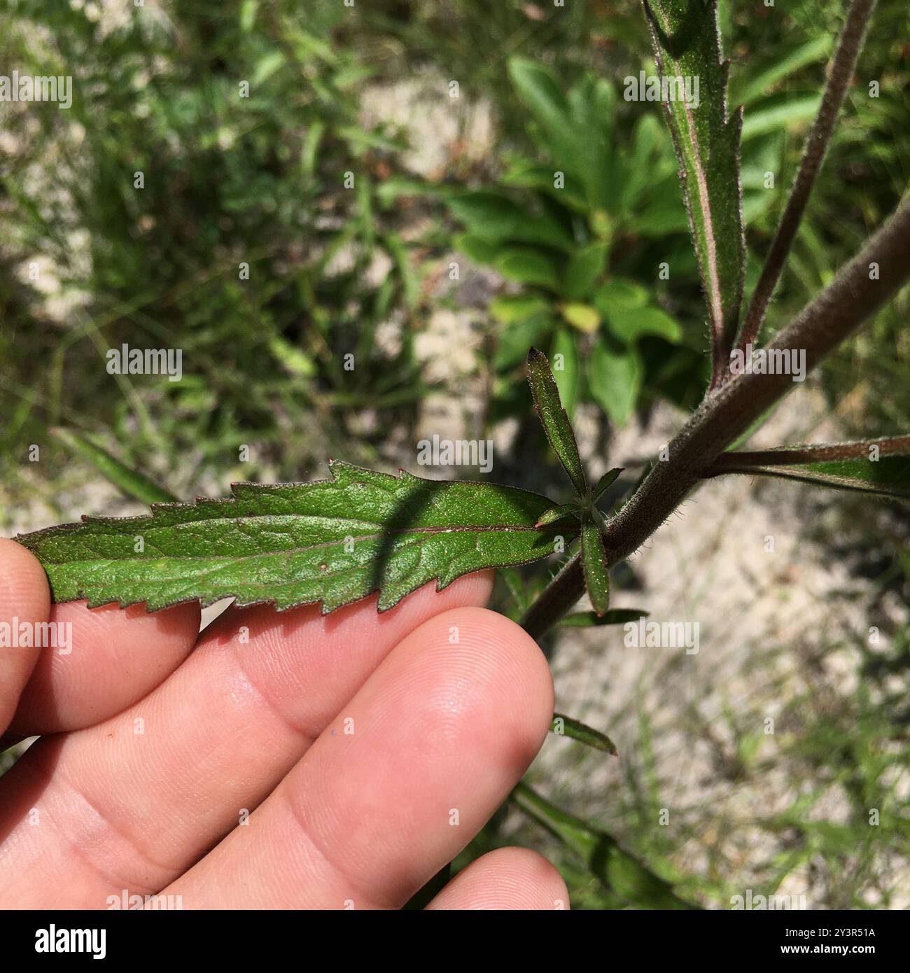 white boneset (Eupatorium album) Plantae Stock Photo - Alamy