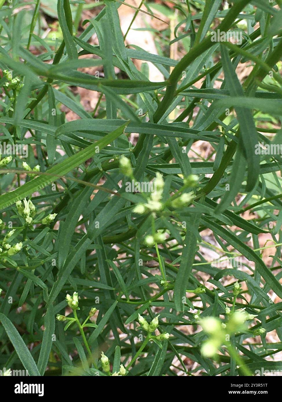 Narrowleaf Whitetop Aster (Sericocarpus linifolius) Plantae Stock Photo ...