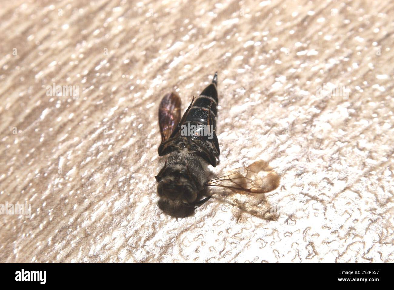 Shiny-vented Sharp-tail Bee (Coelioxys inermis) Insecta Stock Photo - Alamy
