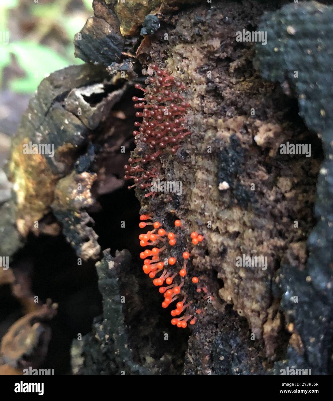 True slime molds hi-res stock photography and images - Alamy