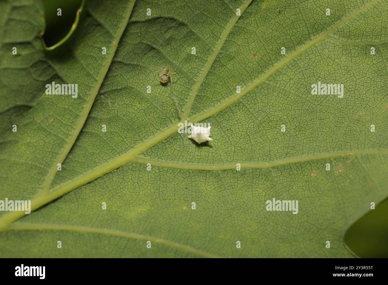 Sputnik Spider (Paidiscura pallens) Arachnida Stock Photo - Alamy