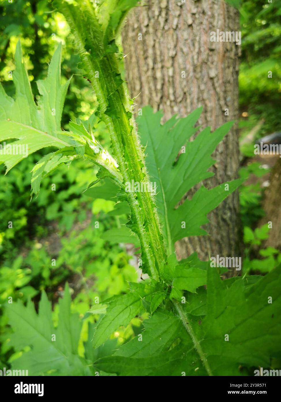 Welted Thistle (Carduus crispus) Plantae Stock Photo - Alamy