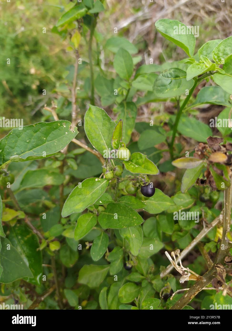 black nightshade (Solanum nigrum) Plantae Stock Photo - Alamy