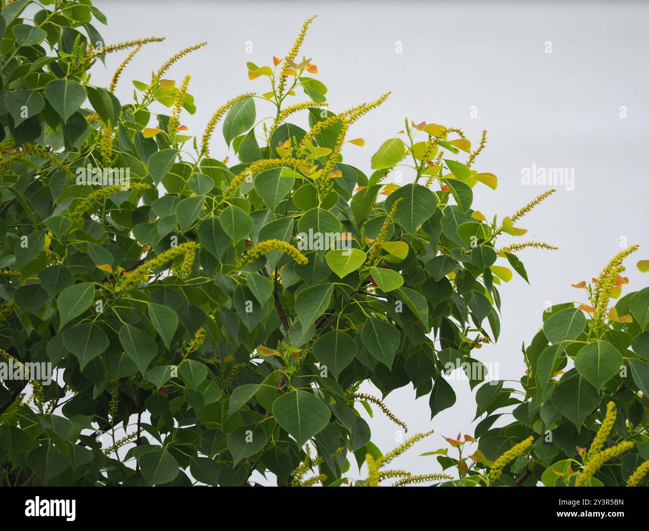 Chinese Tallow (Triadica sebifera) Plantae Stock Photo - Alamy