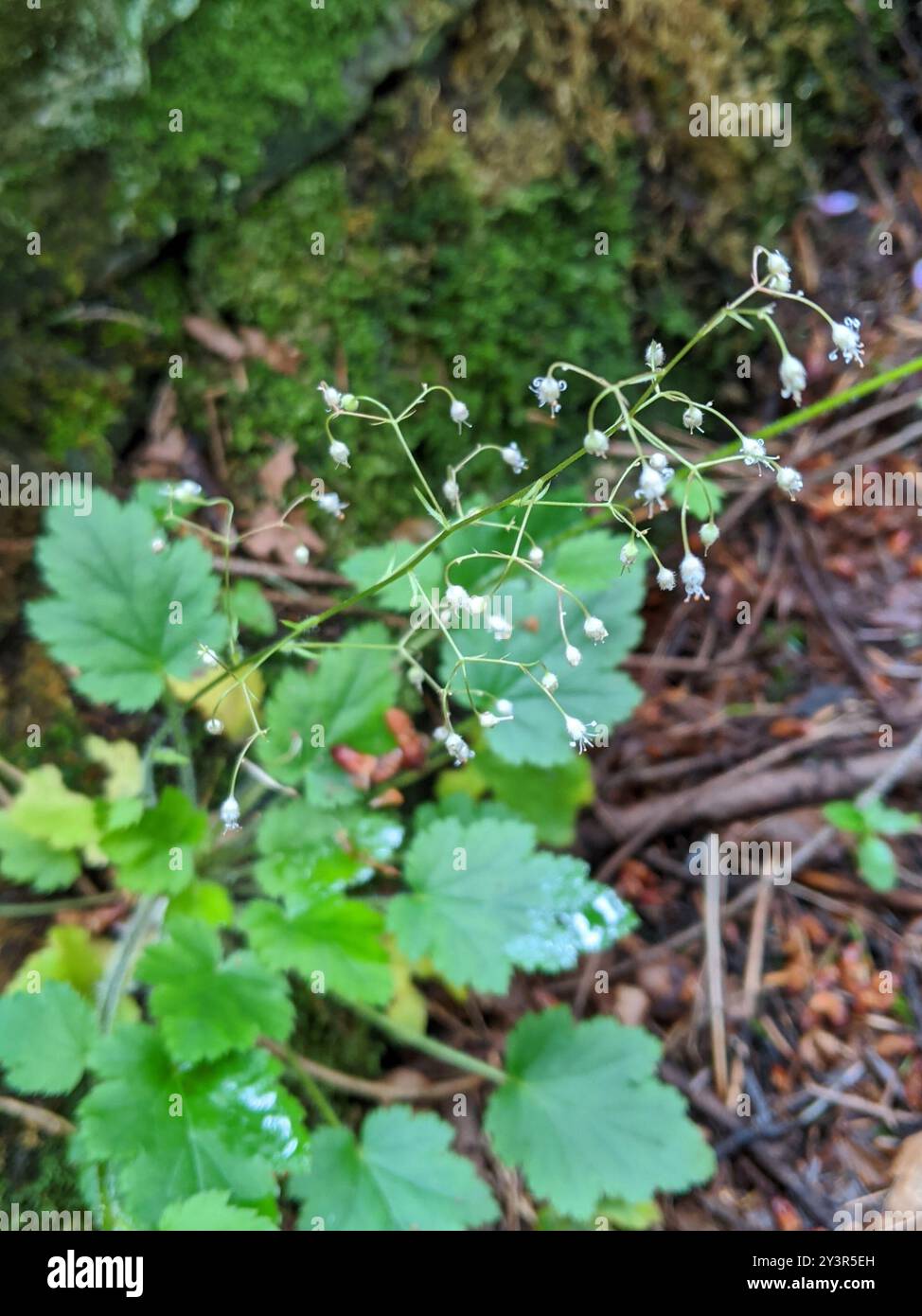 crevice alumroot (Heuchera micrantha) Plantae Stock Photo - Alamy