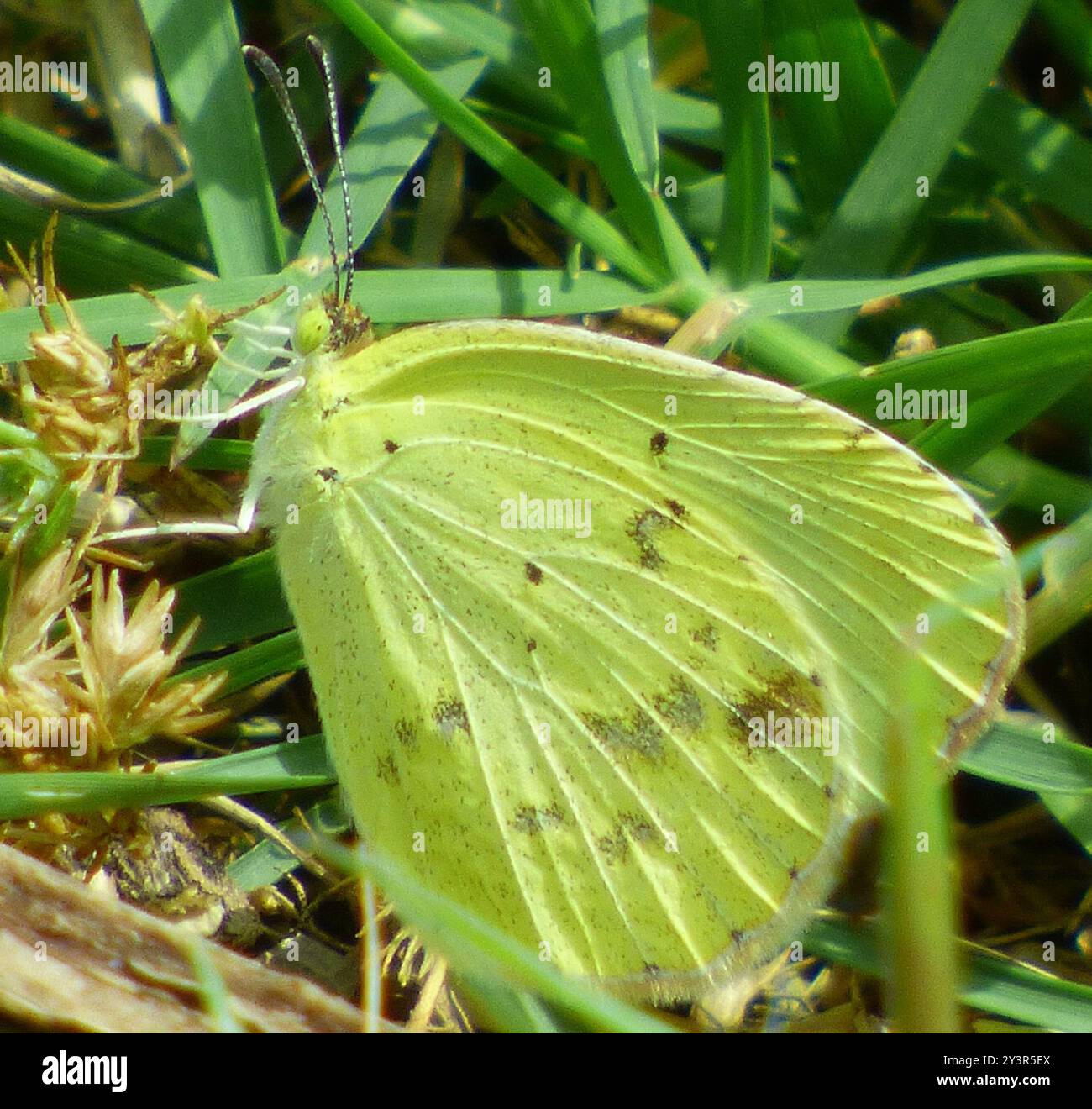Little Yellow (Pyrisitia lisa) Insecta Stock Photo - Alamy