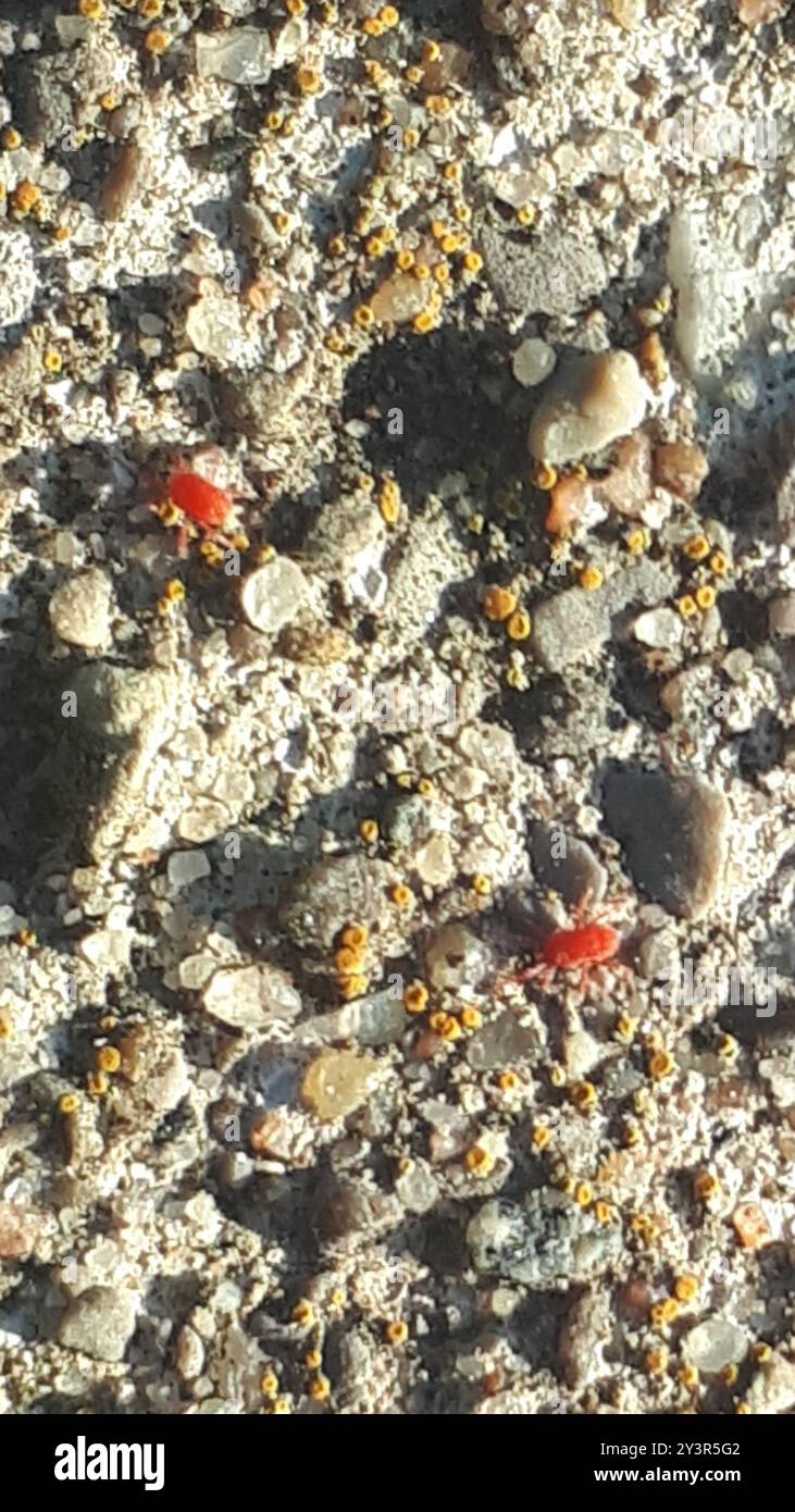 Sidewalk Mites (Balaustium) Arachnida Stock Photo - Alamy
