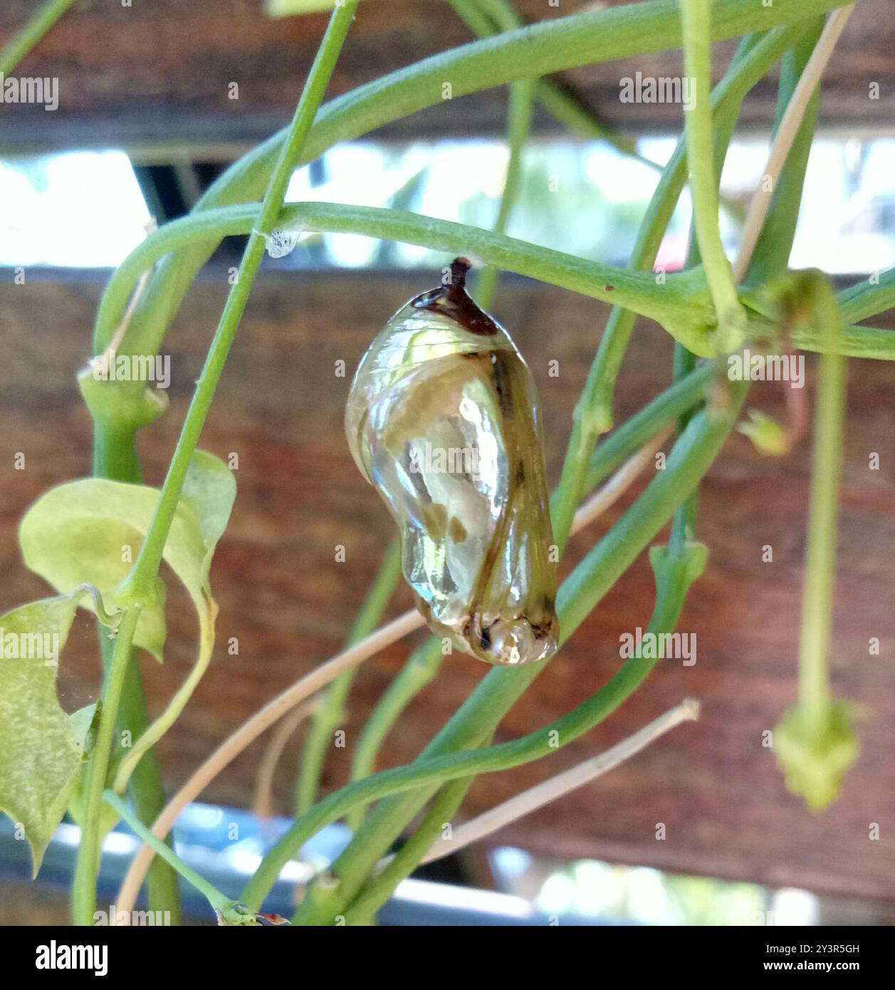 Common Australian Crow (Euploea core corinna) Insecta Stock Photo - Alamy