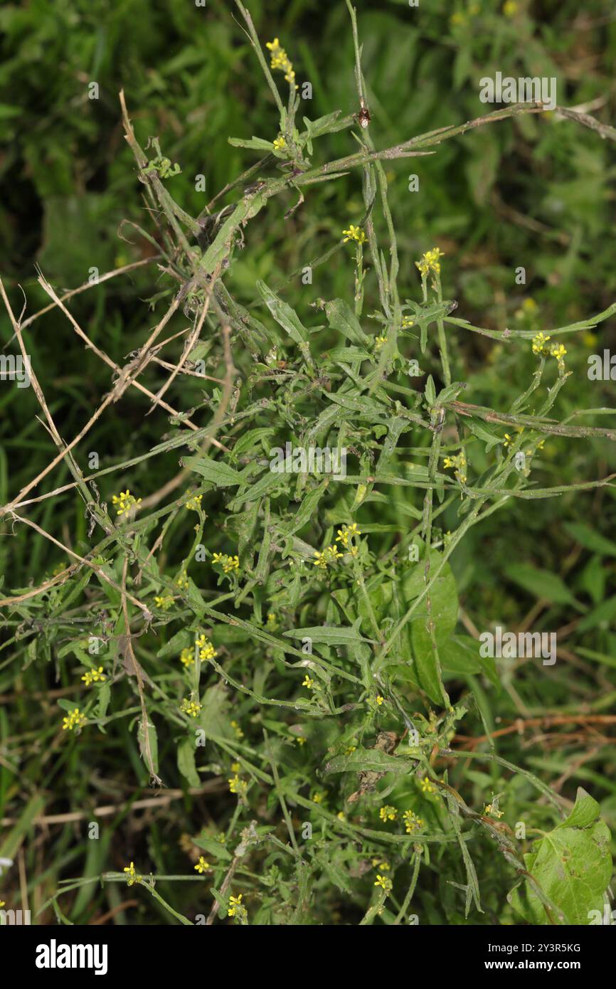 Hedge mustard (Sisymbrium officinale) Plantae Stock Photo - Alamy