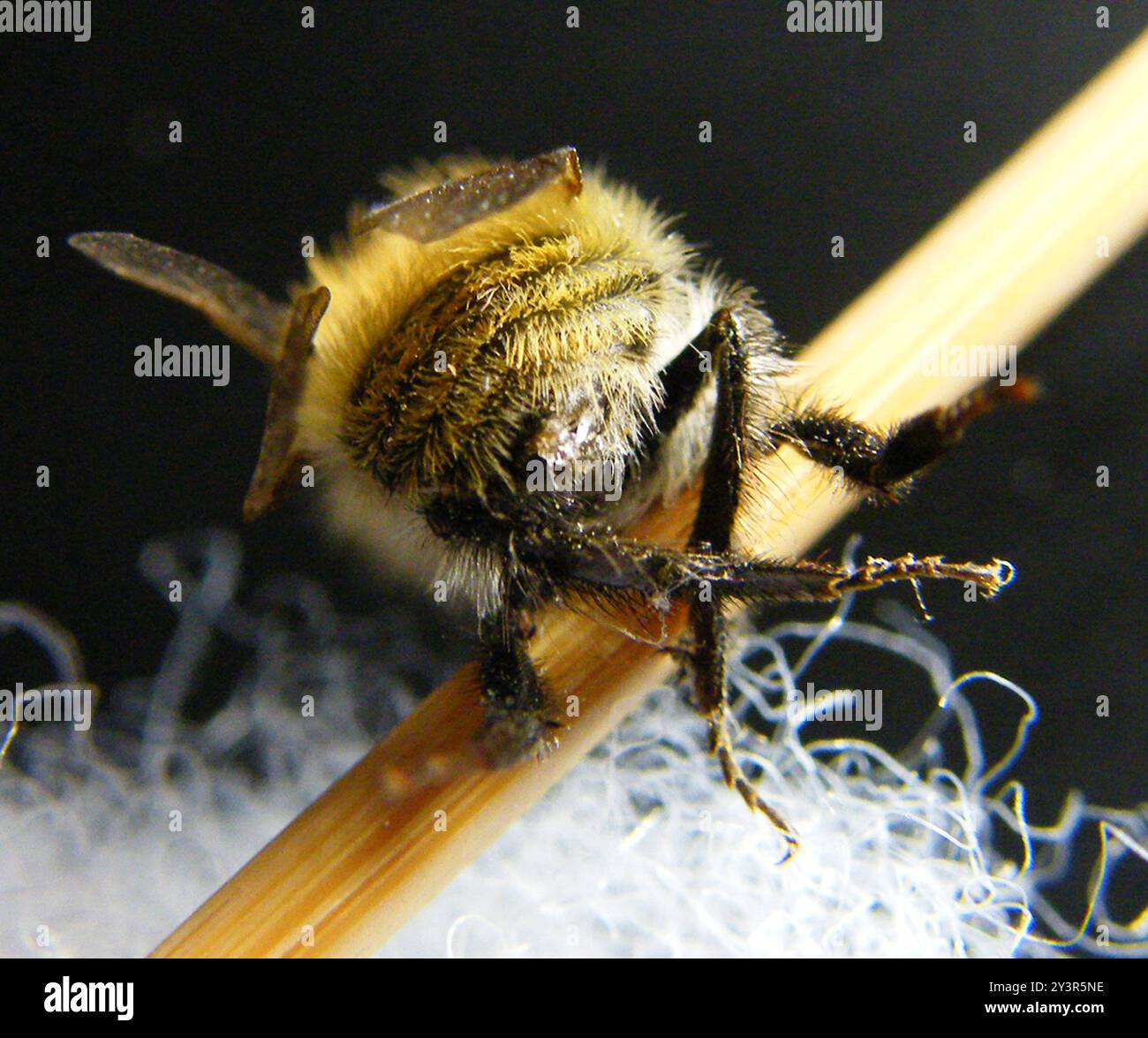 Common Carder Bumble Bee (Bombus pascuorum) Insecta Stock Photo - Alamy