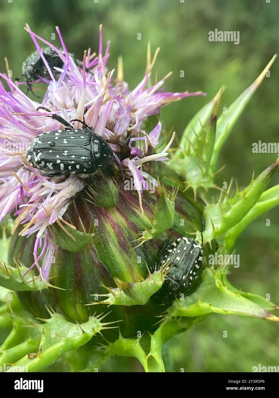 Mediterranean Spotted Chafer (Oxythyrea funesta) Insecta Stock Photo ...