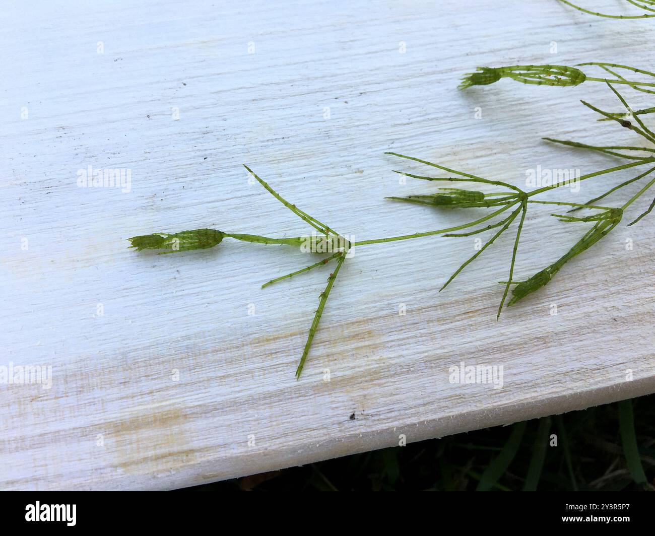delicate stonewort (Chara virgata) Plantae Stock Photo - Alamy