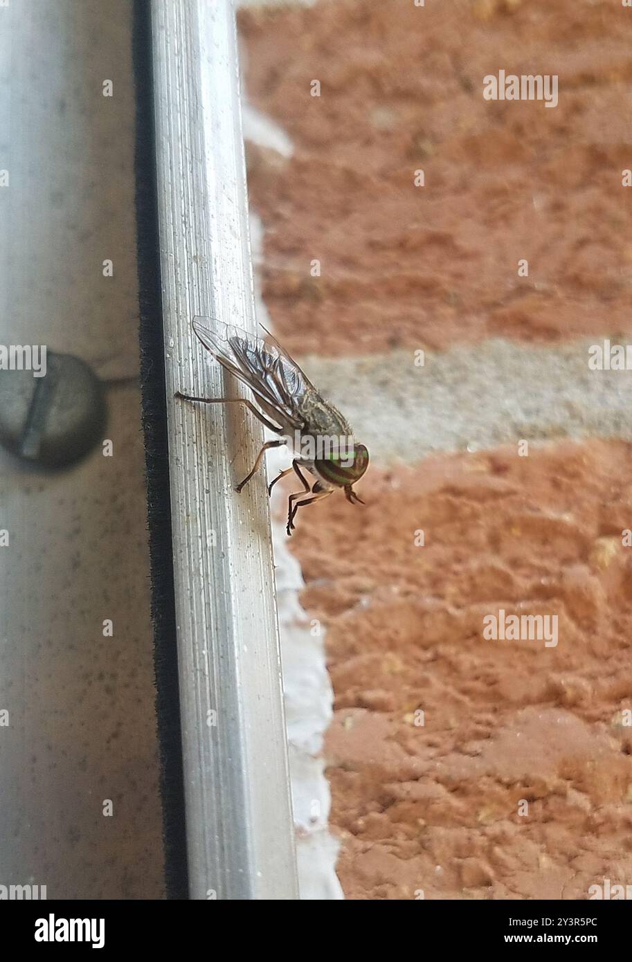 Striped Horse Fly (Tabanus lineola) Insecta Stock Photo - Alamy