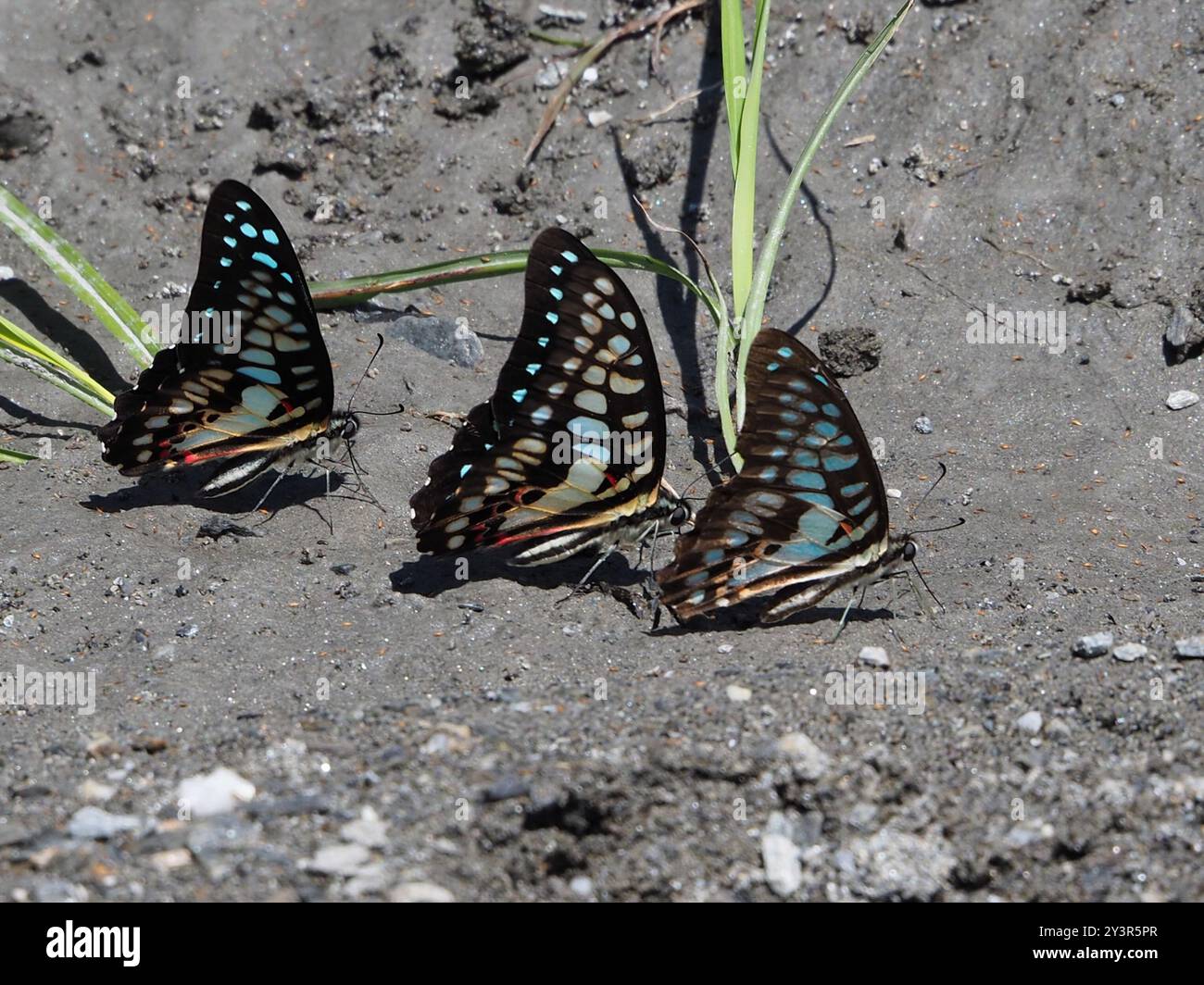 Common Jay (Graphium doson) Insecta Stock Photo - Alamy