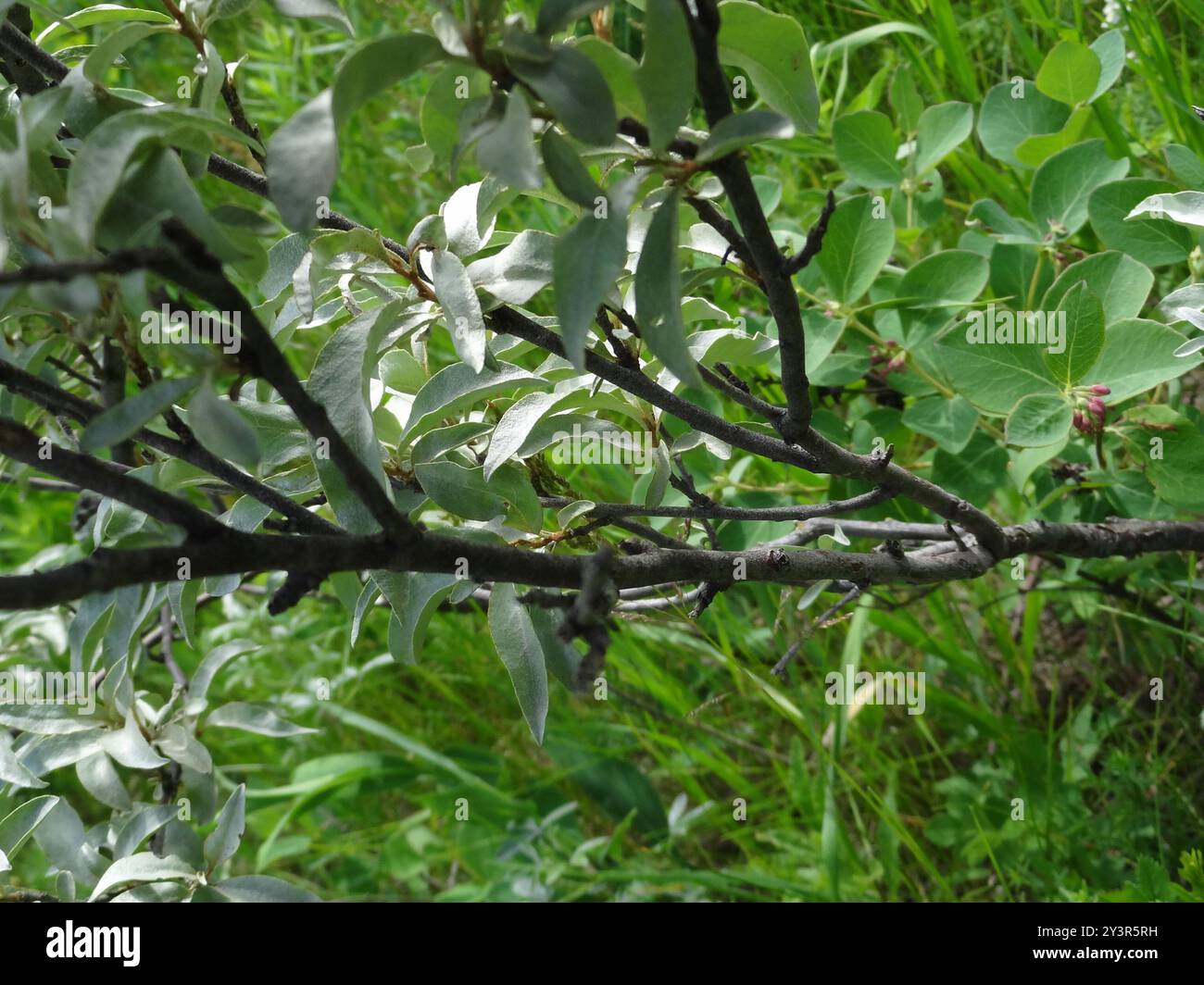 Silverberry (Elaeagnus commutata) Plantae Stock Photo - Alamy