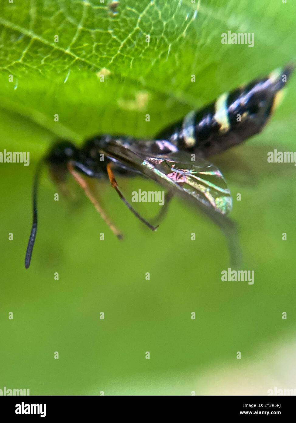 Stem Sawflies (Cephidae) Insecta Stock Photo - Alamy