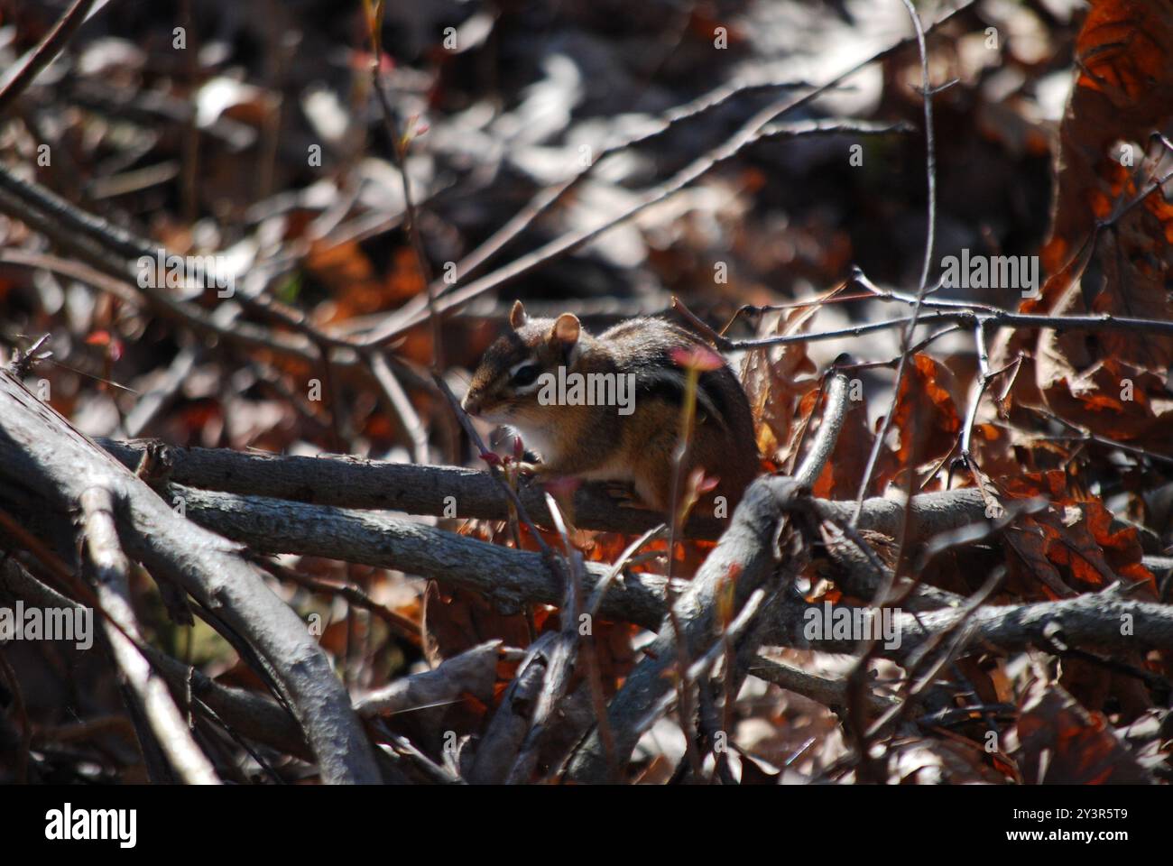 Eastern Chipmunk (Tamias striatus) Mammalia Stock Photo - Alamy