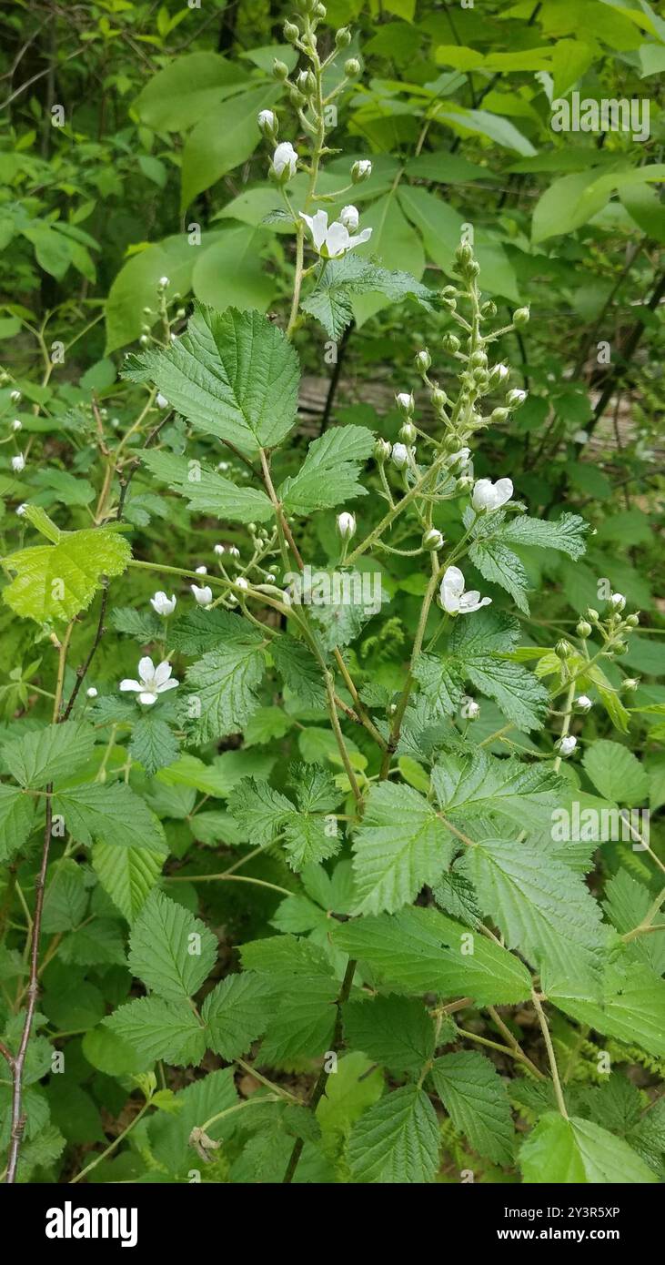 Common Dewberry (Rubus flagellaris) Plantae Stock Photo - Alamy