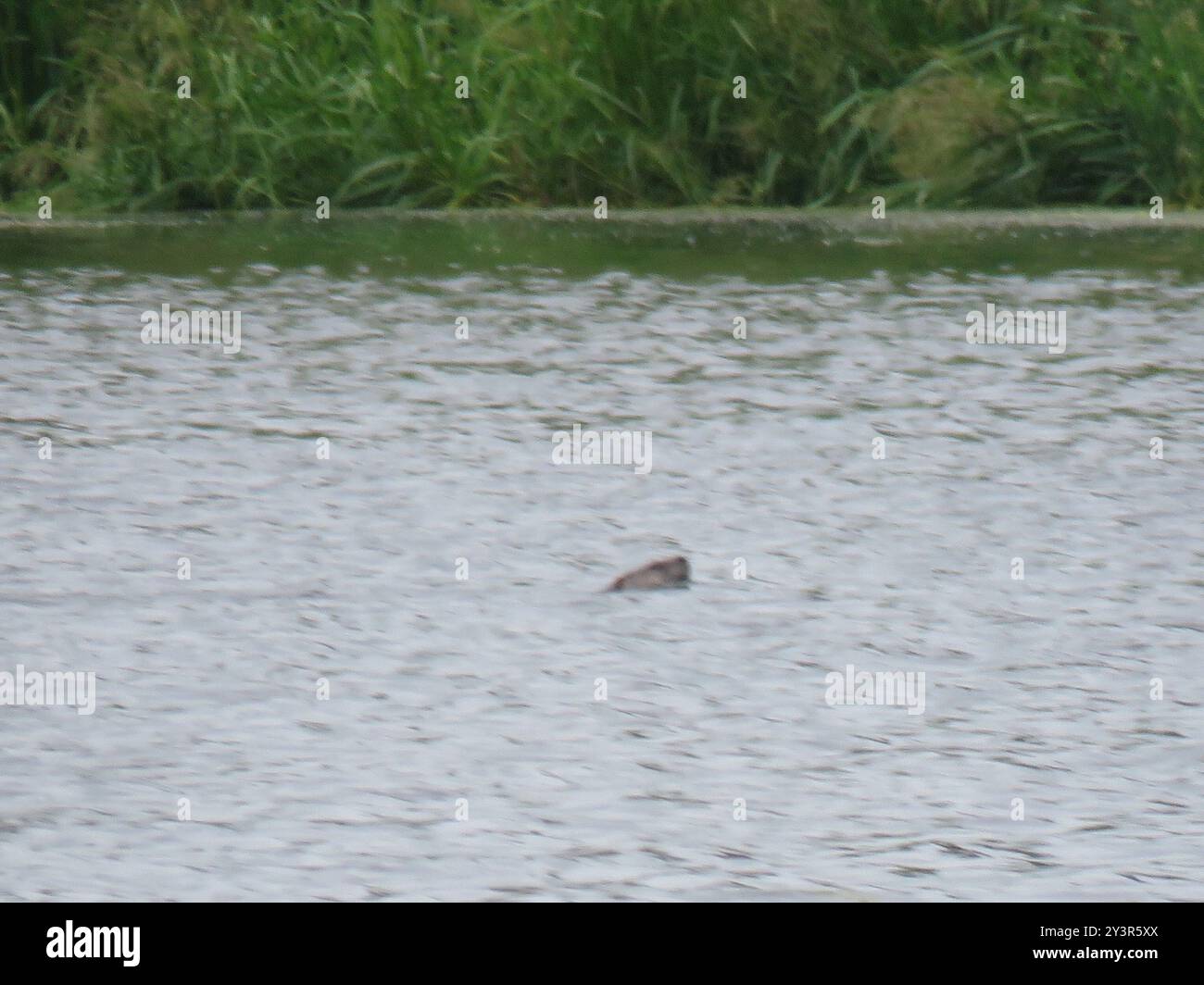 North American River Otter (Lontra canadensis) Mammalia Stock Photo - Alamy