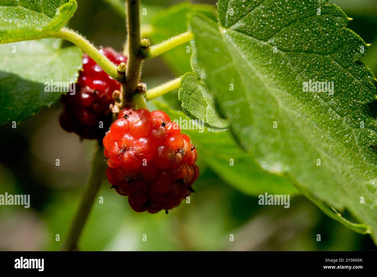 Texas mulberry (Morus microphylla) Plantae Stock Photo - Alamy