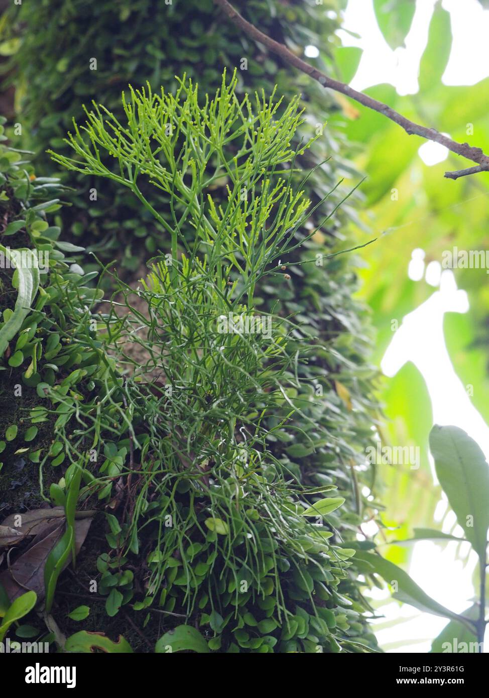 skeleton fork fern (Psilotum nudum) Plantae Stock Photo - Alamy