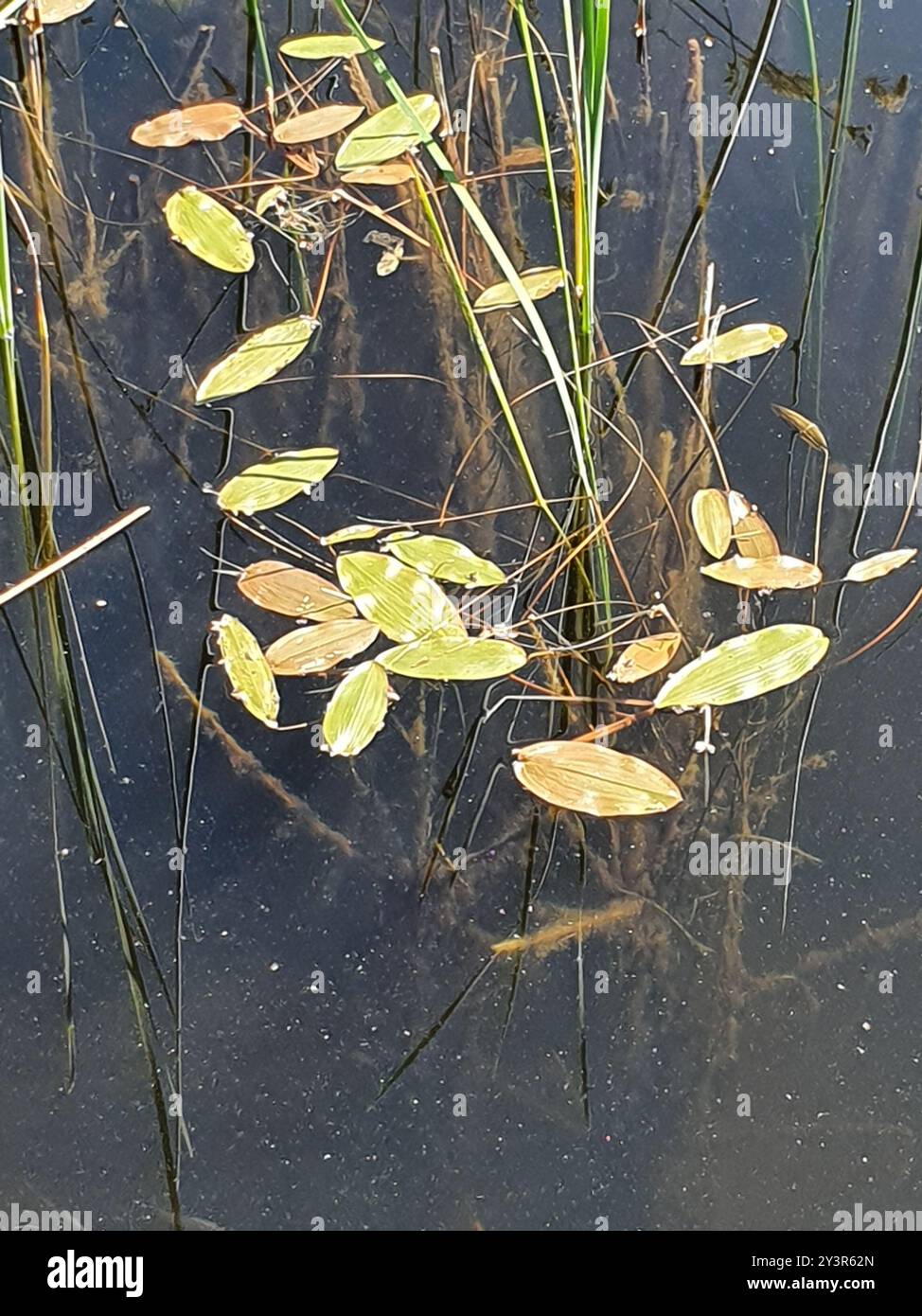 floating-leaved pondweed (Potamogeton natans) Plantae Stock Photo - Alamy