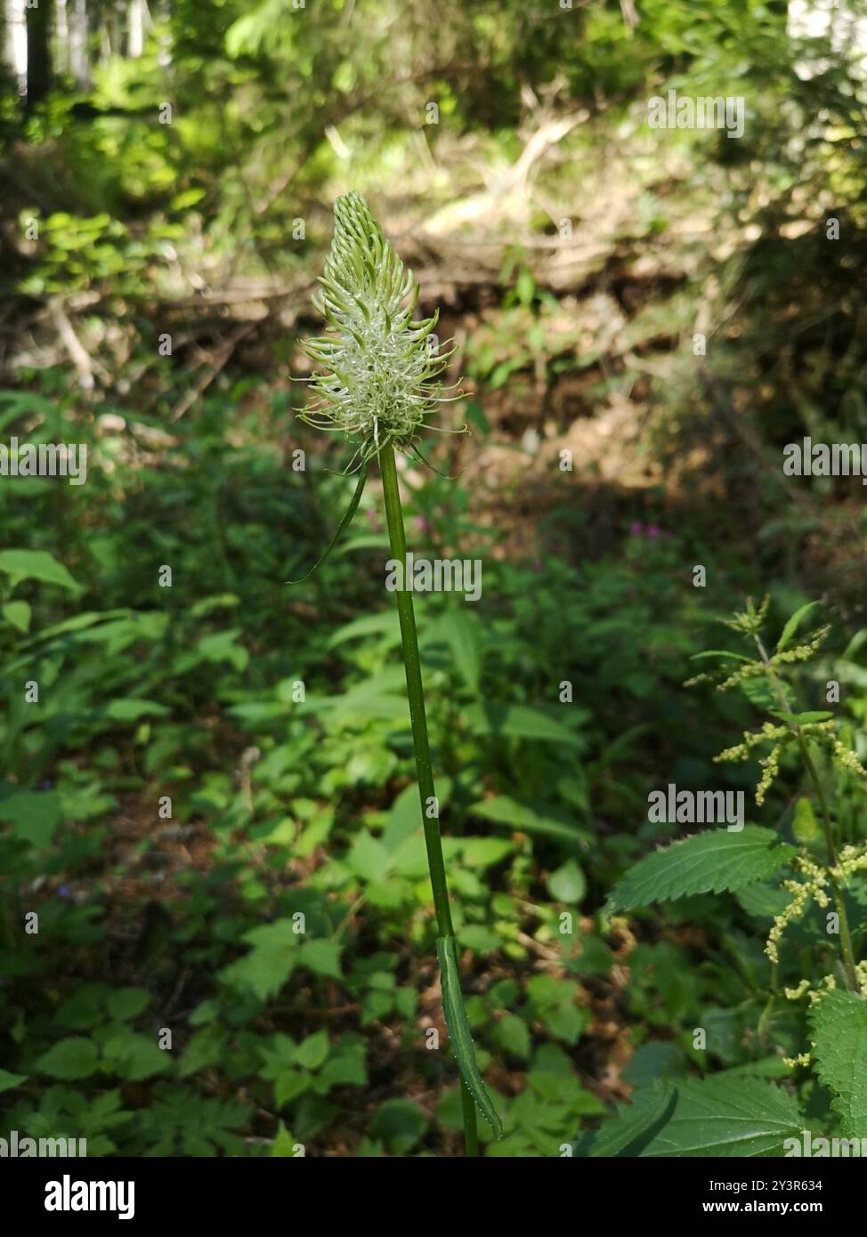 Spiked rampion (Phyteuma spicatum) Plantae Stock Photo - Alamy