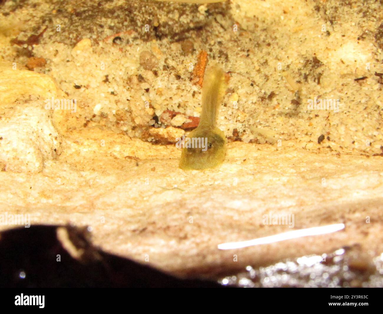 Table Mountain Ghost Frog (Heleophryne rosei) Amphibia Stock Photo - Alamy