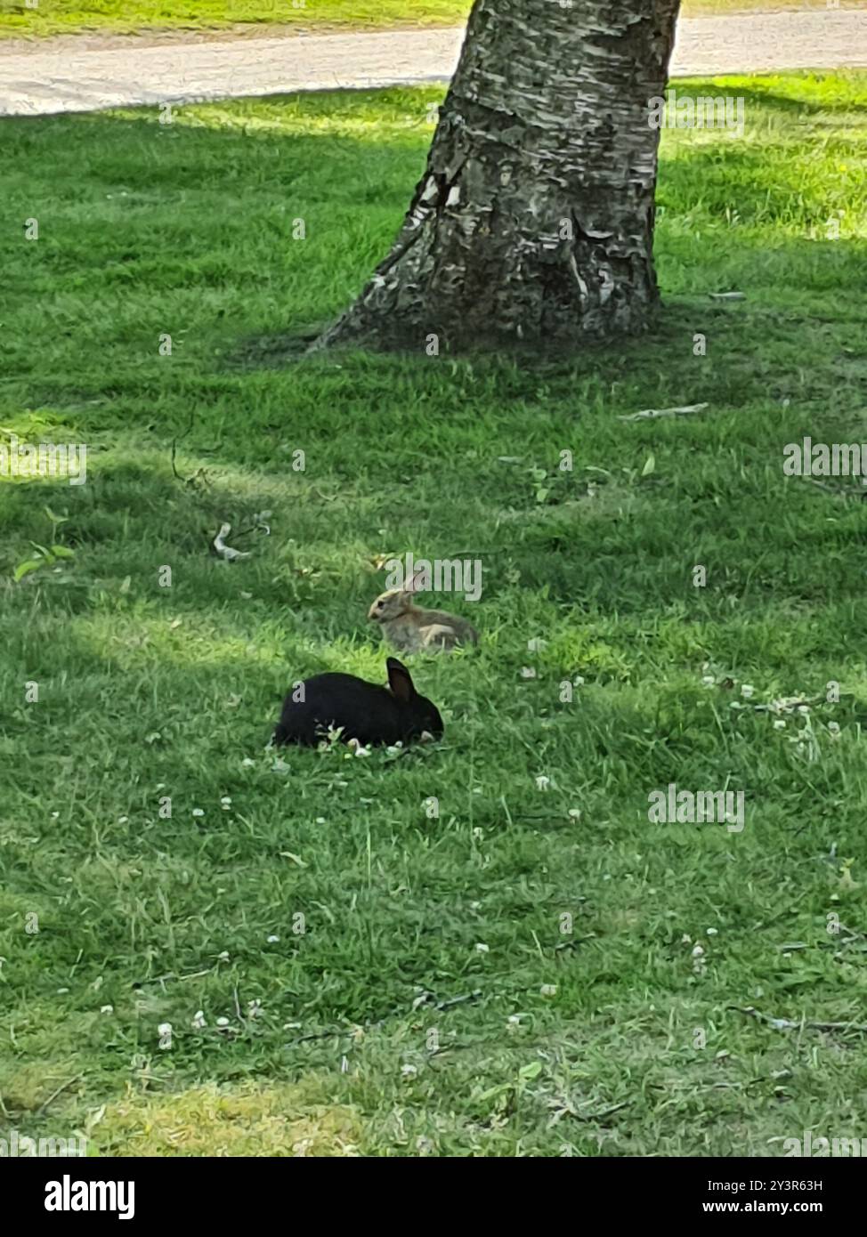Domestic Rabbit (Oryctolagus cuniculus domesticus) Mammalia Stock Photo ...