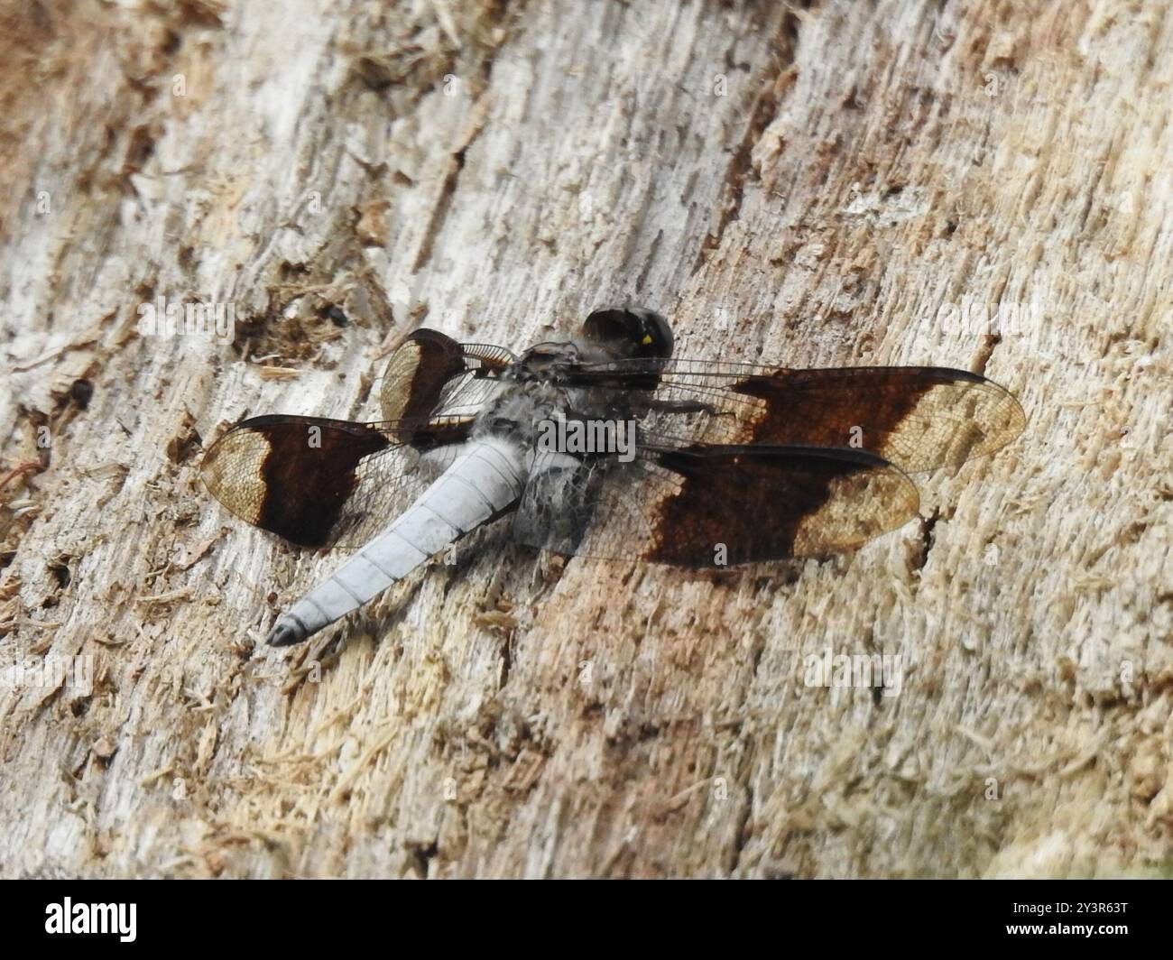 Common Whitetail (Plathemis lydia) Insecta Stock Photo - Alamy