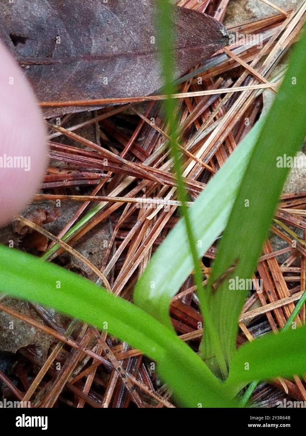 yellow star grass (Hypoxis hirsuta) Plantae Stock Photo - Alamy
