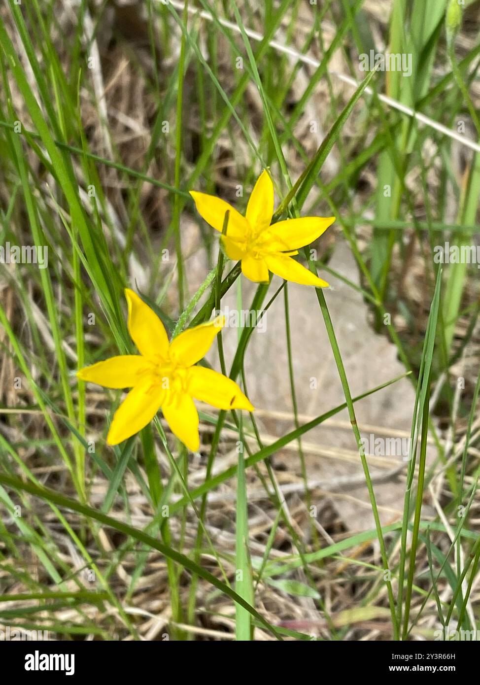 yellow star grass (Hypoxis hirsuta) Plantae Stock Photo - Alamy