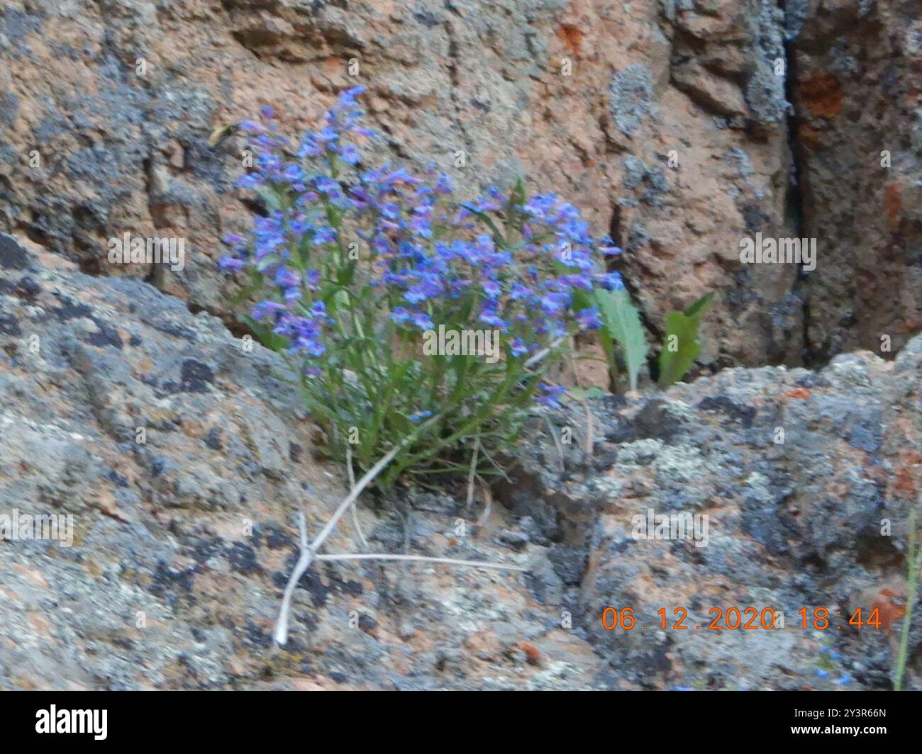 Front Range Beardtongue (Penstemon virens) Plantae Stock Photo - Alamy