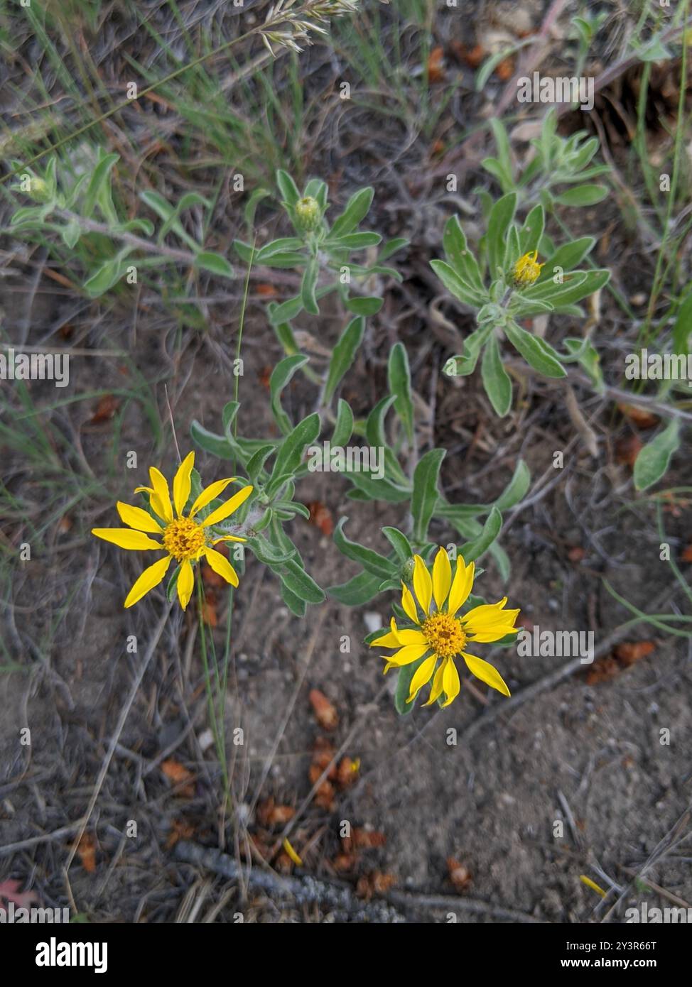 Hairy False Goldenaster (Heterotheca villosa) Plantae Stock Photo - Alamy